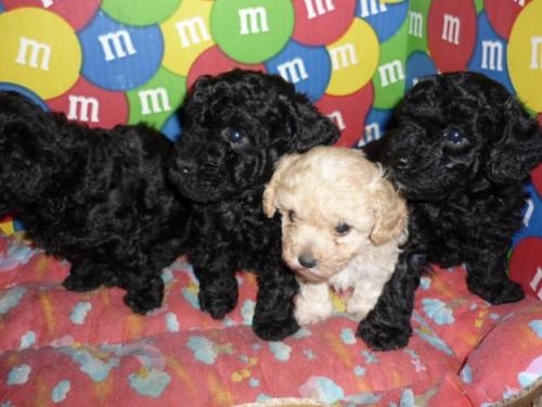 Raza de perro french poodle negro - Imagui