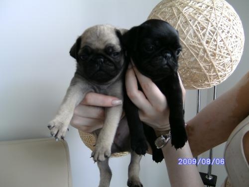 Imagenes de pug negros - Imagui