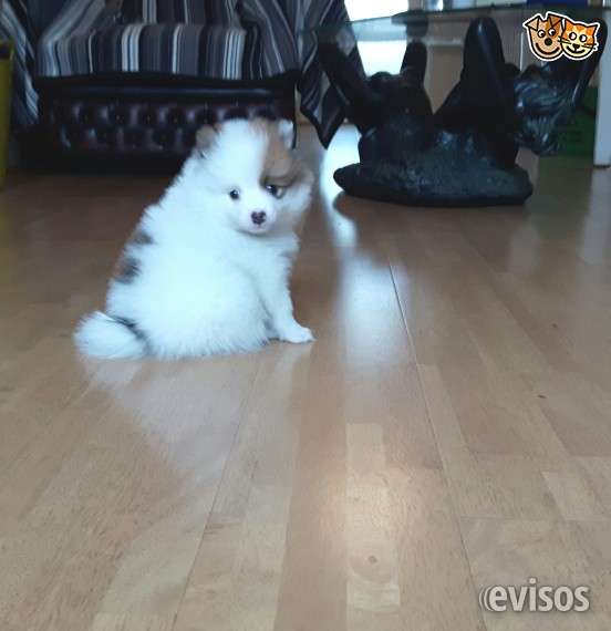 Perrito en Bogotá, Colombia | Evisos
